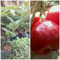 Jual Jambu Red Taiwan Terdekat - Harga Murah & Grosir Juni 2024