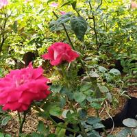 Jual Mawar Kampung Terlengkap - Harga Murah Mei 2024