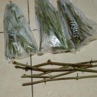 Jual Anggur Red Master Terdekat - Harga Murah & Grosir Juni 2024