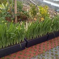 Jual Tanaman Iris Terbaik - Harga Murah Februari 2024 & Cicil 0%