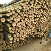Jual Bambu Steger Terbaik - Harga Murah Juni 2024 & Cicil 0%