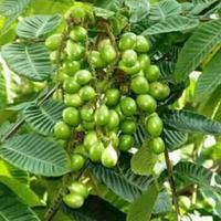 Jual Bibit Matoa Terbaik - Harga Murah Desember 2022 & Cicil 0%