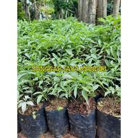 Jual Tanaman Rombusa Terbaik - Harga Murah Mei 2024 & Cicil 0%