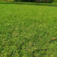 Rumput Jepang Harga Terbaru - Pilihan Terlengkap