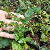 Jual Pohon Dolar Terbaik - Harga Murah Mei 2024 & Cicil 0%