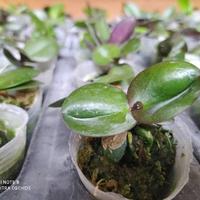 Jual Anggrek Bulan Murah - Harga Terbaru 2021