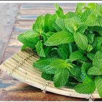 Jual Daun Mint Segar Terdekat - Harga Murah & Grosir Oktober 2022