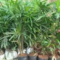 Jual Palem Waregu Terbaik - Harga Murah November 2022 & Cicil 0%