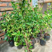 Jual Pagar Tanaman Hidup Terbaik - Harga Murah Mei 2024 & Cicil 0%