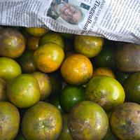 Jual Jeruk Jember Terdekat - Harga Murah & Grosir Mei 2024