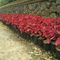 Jual Tanaman Hias Bayam Merah Terbaik - Harga Murah Februari 2024 ...