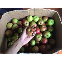 Jual Apel Malang Terdekat - Harga Murah & Grosir Juli 2025
