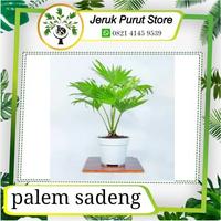 Jual Palem Sadeng Terbaik - Harga Murah Februari 2023 & Cicil 0%