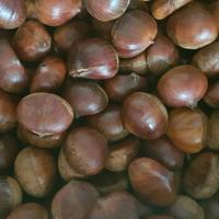 Jual Kacang Chestnut Terdekat - Harga Murah & Grosir Juni 2024