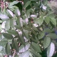 Jual Daun Mahoni Juni 2024 Harga Termurah - Cicil 0% 3x di Tokopedia