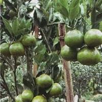 Jual Buah Jeruk Bali Terdekat - Harga Murah & Grosir Juni 2024