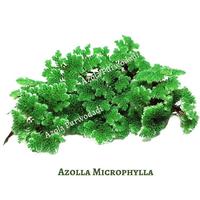 Jual Azolla Microphylla Terbaik - Harga Murah Juni 2024 & Cicil 0%