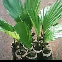 Jual Bibit Aren Terbaik - Harga Murah Oktober 2025 & Cicil 0%
