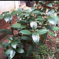 Jual Tanaman Daun Ungu Terbaik - Harga Murah Mei 2024 & Cicil 0%