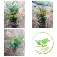 Jual Bibit Cemara Terbaik - Harga Murah Februari 2024 & Cicil 0%