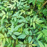 Jual Kayu Suren Terbaik - Harga Murah Juni 2025 & Cicil 0%