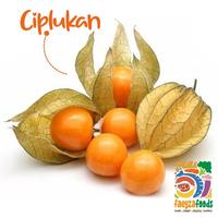 Jual Buah Ciplukan Terdekat - Harga Murah & Grosir Juni 2024