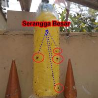 Jual Yellow Trap Terbaik - Harga Murah April 2025 & Cicil 0%