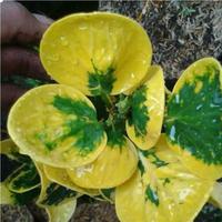 Jual Pohon Puring Terbaik - Harga Murah Agustus 2025 & Cicil 0%