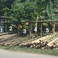 Jual Bambu Batangan Terbaik - Harga Murah Oktober 2022 & Cicil 0%