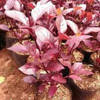 Jual Tanaman Bayam Merah Terbaik - Harga Murah Mei 2024 & Cicil 0%