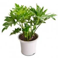 Jual Philodendron Jari Terbaik - Harga Murah April 2024 & Cicil 0%