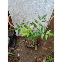 Jual Pohon Mimba Terbaik - Harga Murah April 2024 & Cicil 0%