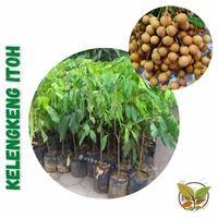 Jual Bibit Trembesi Terbaik - Harga Murah Mei 2024 & Cicil 0%