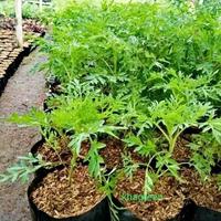 Jual Pohon Kenikir Terbaik - Harga Murah Juni 2024 & Cicil 0%