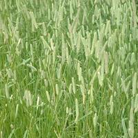 Jual 2 Biji Benih Rumput Timothy Grass Untuk Pakan Ternak - Jakarta ...