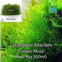 Jual Taxiphyllum Alternans Taiwan Moss Porsi Box Kontainer 500ml ...
