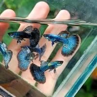 Jual Ikan Hias Guppy Blue Tarzan Dumbo Ear - betina - Kota Depok - Fishtreasure. id | Tokopedia