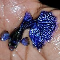 Jual Ikan Hias Guppy Blue Tarzan Dumbo Ear - betina - Kota Depok - Fishtreasure. id | Tokopedia