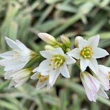 Jual Australis Borealis Set mm2 disk ///// mm2 - Jakarta Selatan ...