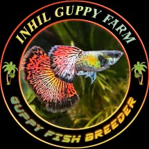 Jual IKAN GUPPY JENIS MINI PANDA - Betina - Kab. Indragiri Hilir ...