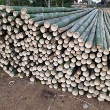Jual Bambu steger bambu trucuk kaso balok berbagai ukuran dolken gelam ...