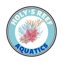 Jual peter pan tenuis acropora (acropora bifaria) - Kota Bandung - Holy ...