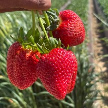 Toko STRAWBERRY UNGGUL STRAWBERRYPWK Online - Produk Lengkap & Harga ...