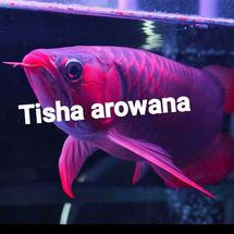 Jual arwana super red chili sepauk sr Chili Kalimantan barat - Jakarta ...