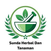 Jual Biji benih kako unggul siap semai per 100 biji - Kab. Pangandaran ...