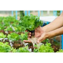 Jual PSG Benih Repack Caysim Sawi Shinta Kualitas Unggul Hidroponik ...