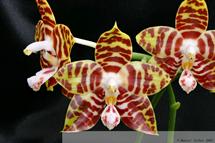 Jual anggrek dendrobium compressum - Kab. Malang - HD_86_ORCHID | Tokopedia
