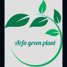 Jual tanaman hias pisang calathea - pohon calathea pisang - Kab. Bogor ...