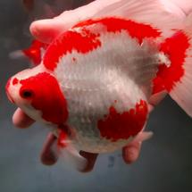 Jual ikan koki ranchu sapi thailand - Jakarta Barat - Camera Central ...