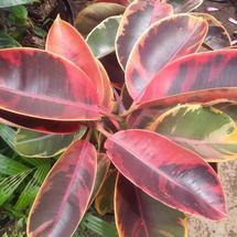 Jual Pohon kuweni/bacang - Kab. Bogor - Kie hermawan | Tokopedia